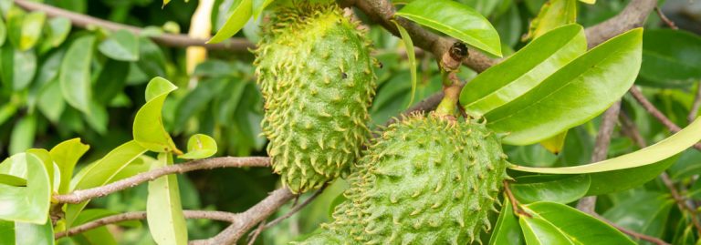 La manière d'utiliser le corossol et les avantages